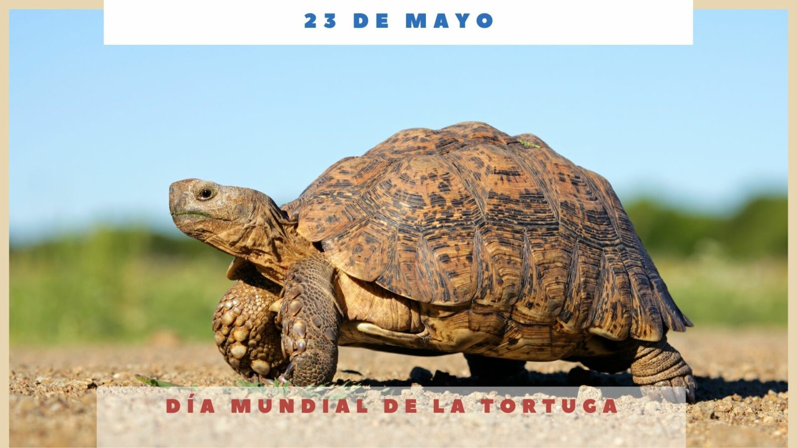 DÍA MUNDIAL DE LA TORTUGA - 23 DE MAYO - Día Internacional Hoy