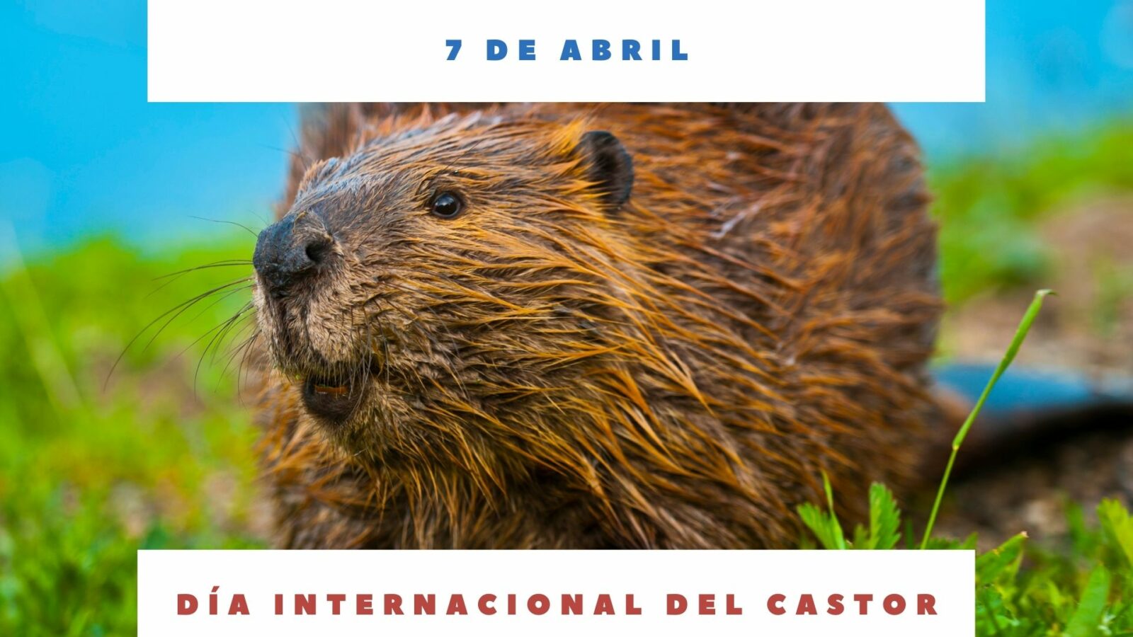 DÍA INTERNACIONAL DEL CASTOR - 7 de abril - Día Internacional Hoy