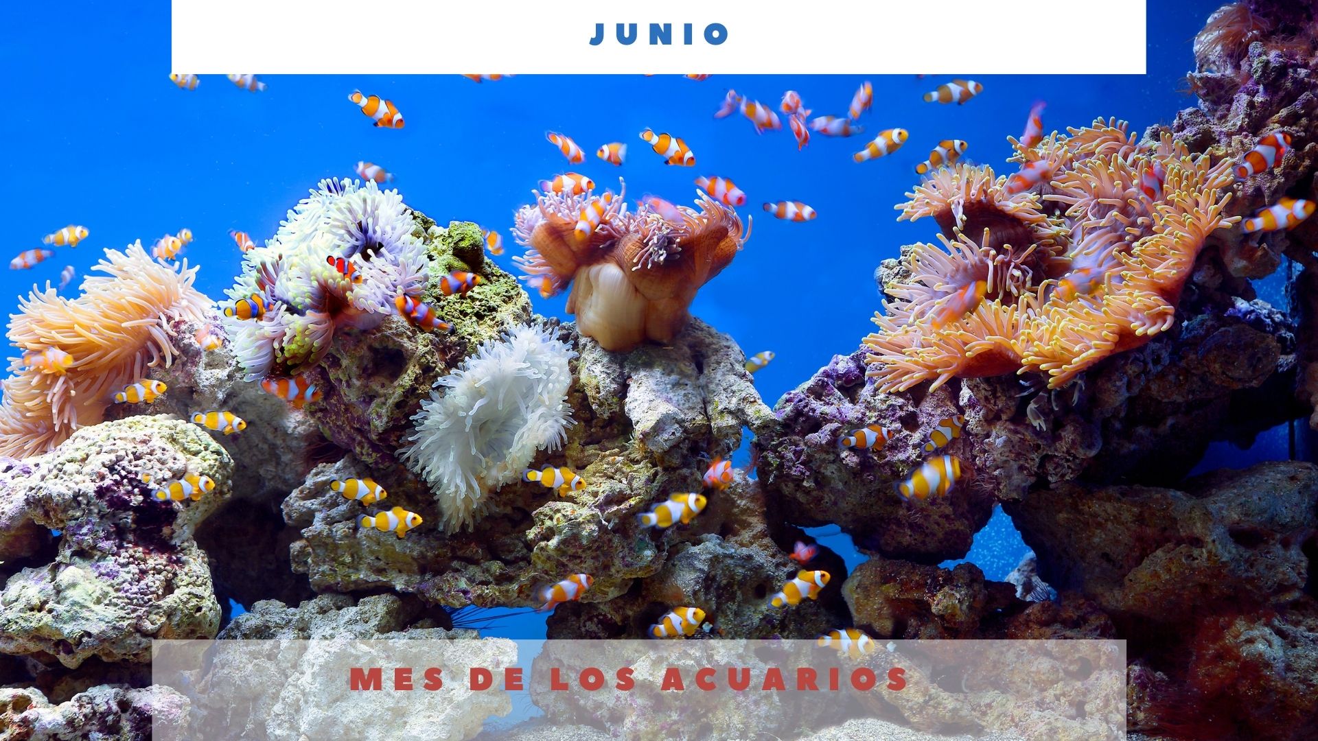 Mes de los Acuarios - Junio - Día Internacional Hoy